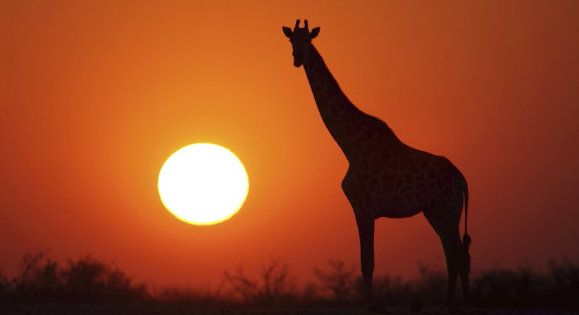 La Jirafa declarada como vulnerable en la nueva lista roja de especies